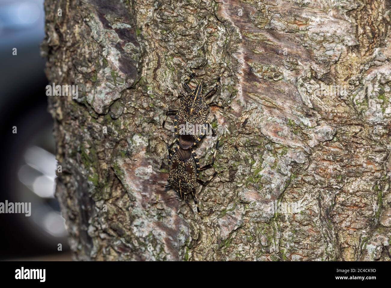 Mating of Erthesina fullo on stem of cherry tree, Isehara City ...