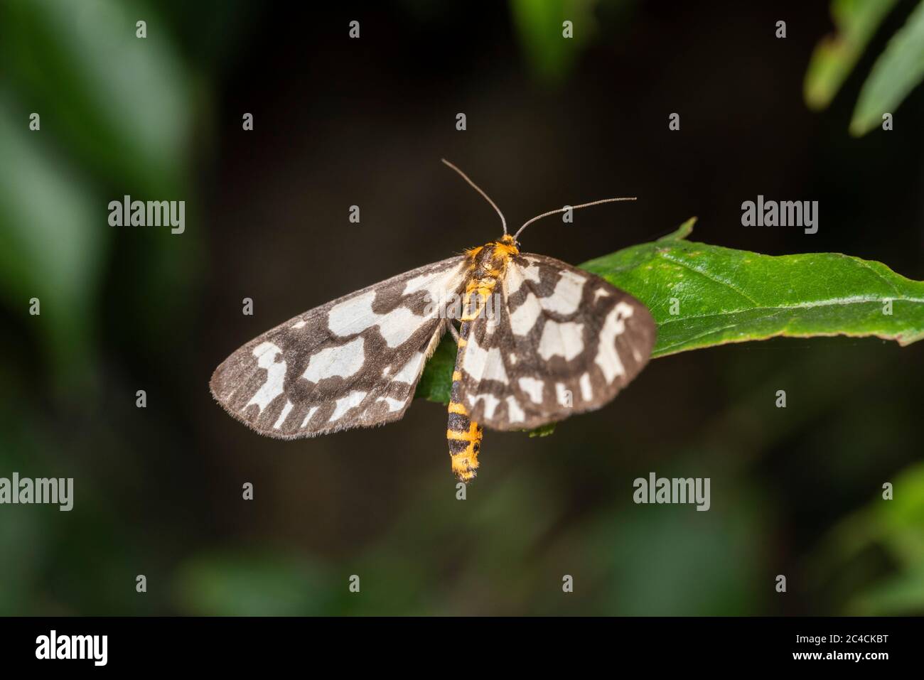Cystidia hi-res stock photography and images - Alamy