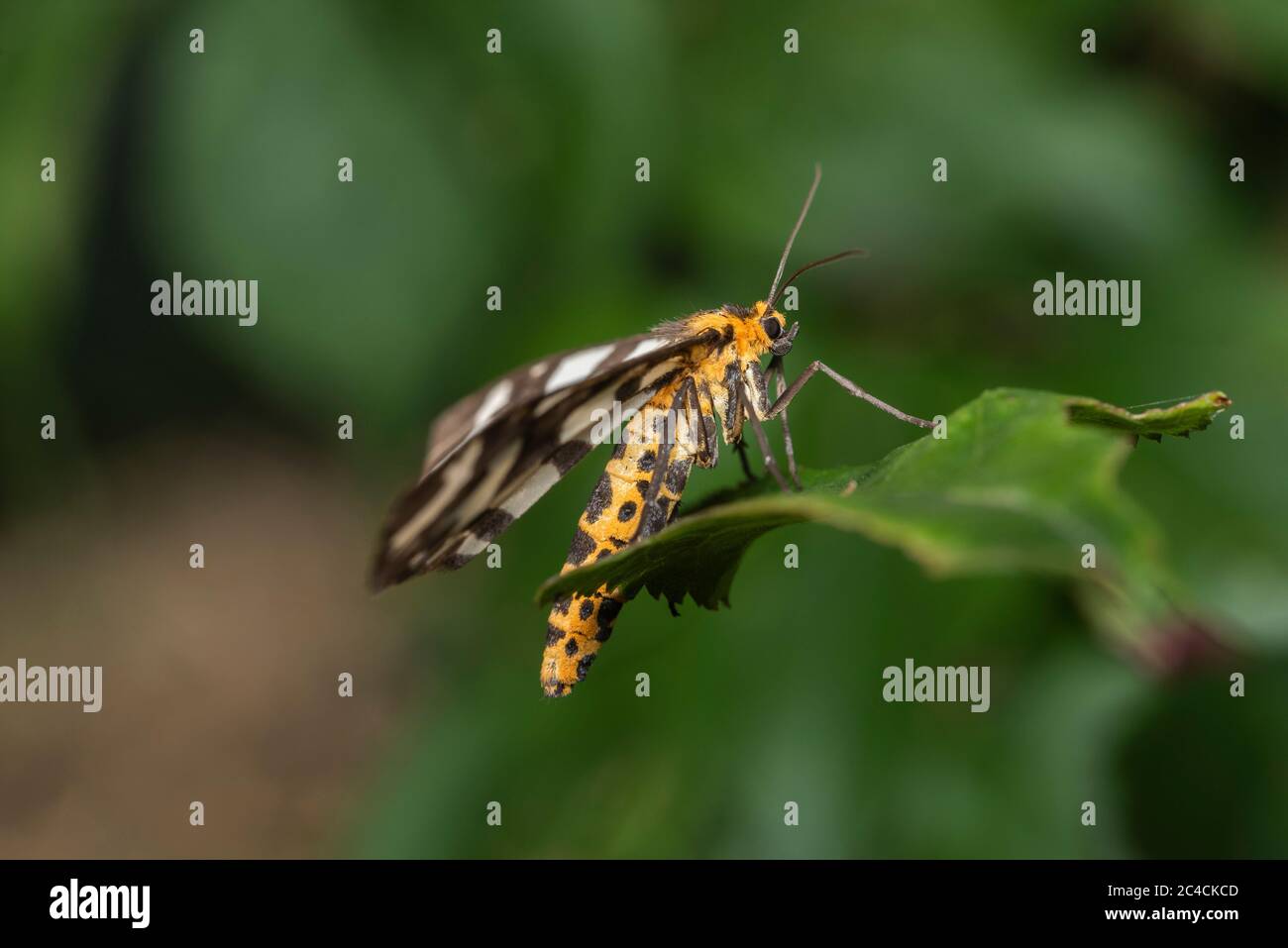 Cystidia couaggaria on Japanese plum (Prunus mume), Isehara City ...