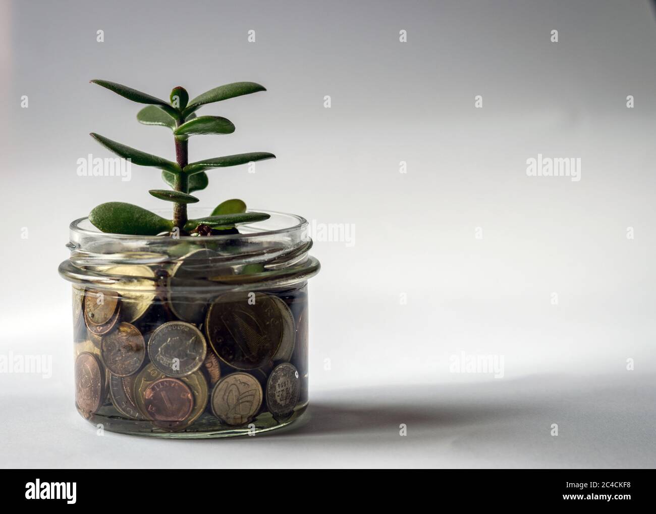 photo of a glass jar with money and a money tree in it, plant growing ...