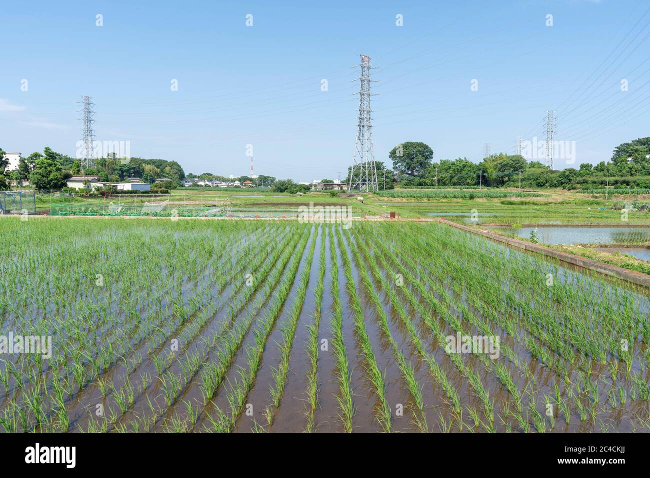 Rice field in June, Isehara City, Kanagawa Prefecture, Japan. After ...