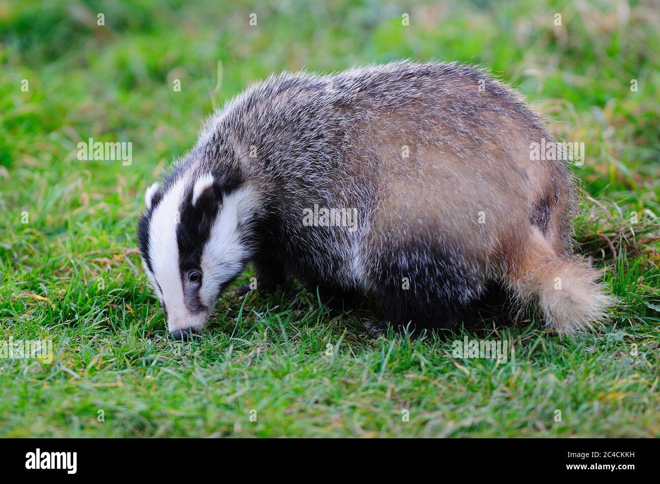 Adult badger hi-res stock photography and images - Alamy