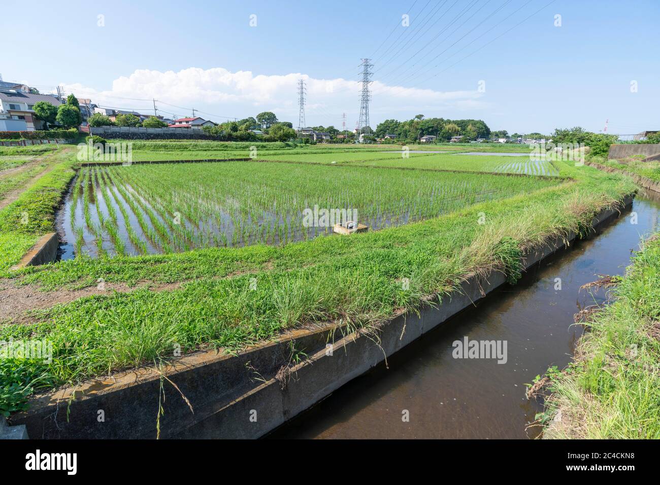 Rice field in June, Isehara City, Kanagawa Prefecture, Japan. After ...