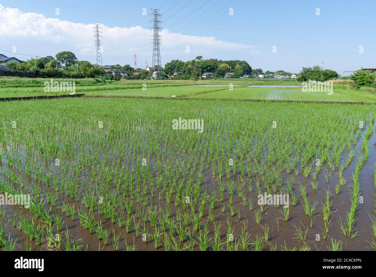 Rice field in June, Isehara City, Kanagawa Prefecture, Japan. After ...