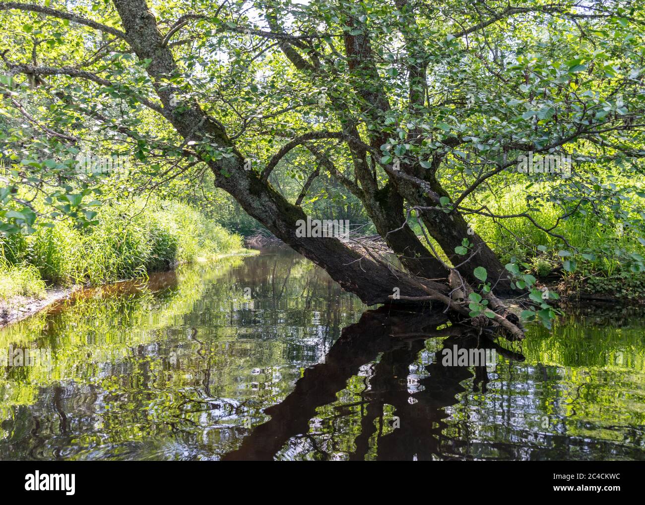 summer landscape with forest river reflection view, green forest river ...