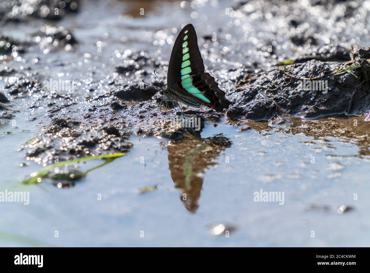 Common bluebottle (Graphium sarpedon) drinking water at rice field ...