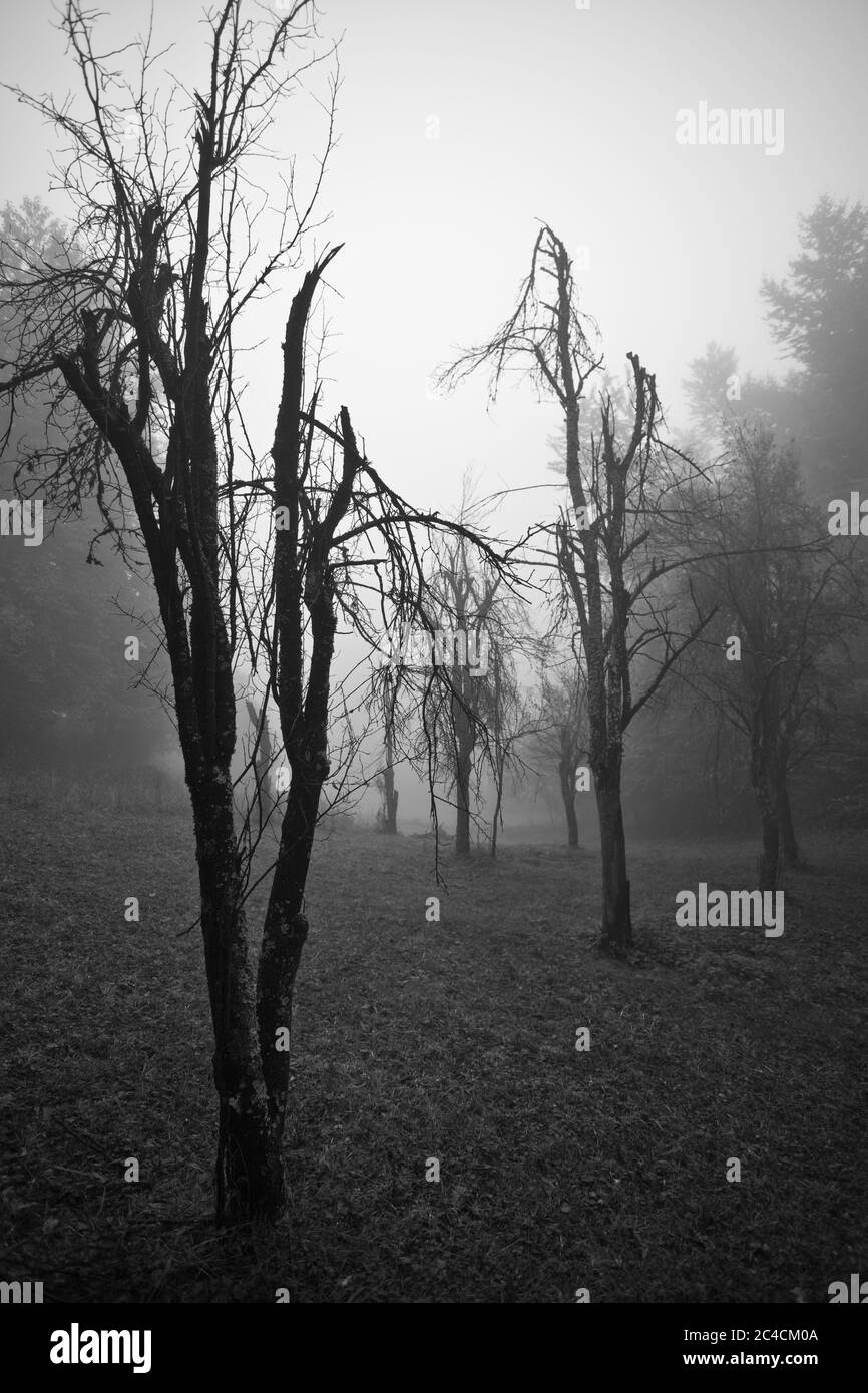 Summer lakes and rivers Black and White Stock Photos & Images - Alamy