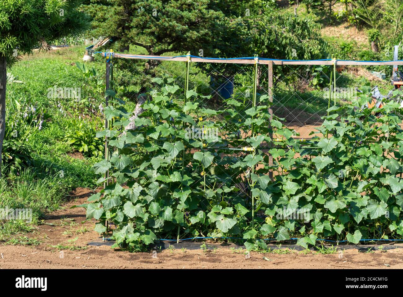 Japanese cucumber farm hi-res stock photography and images - Alamy