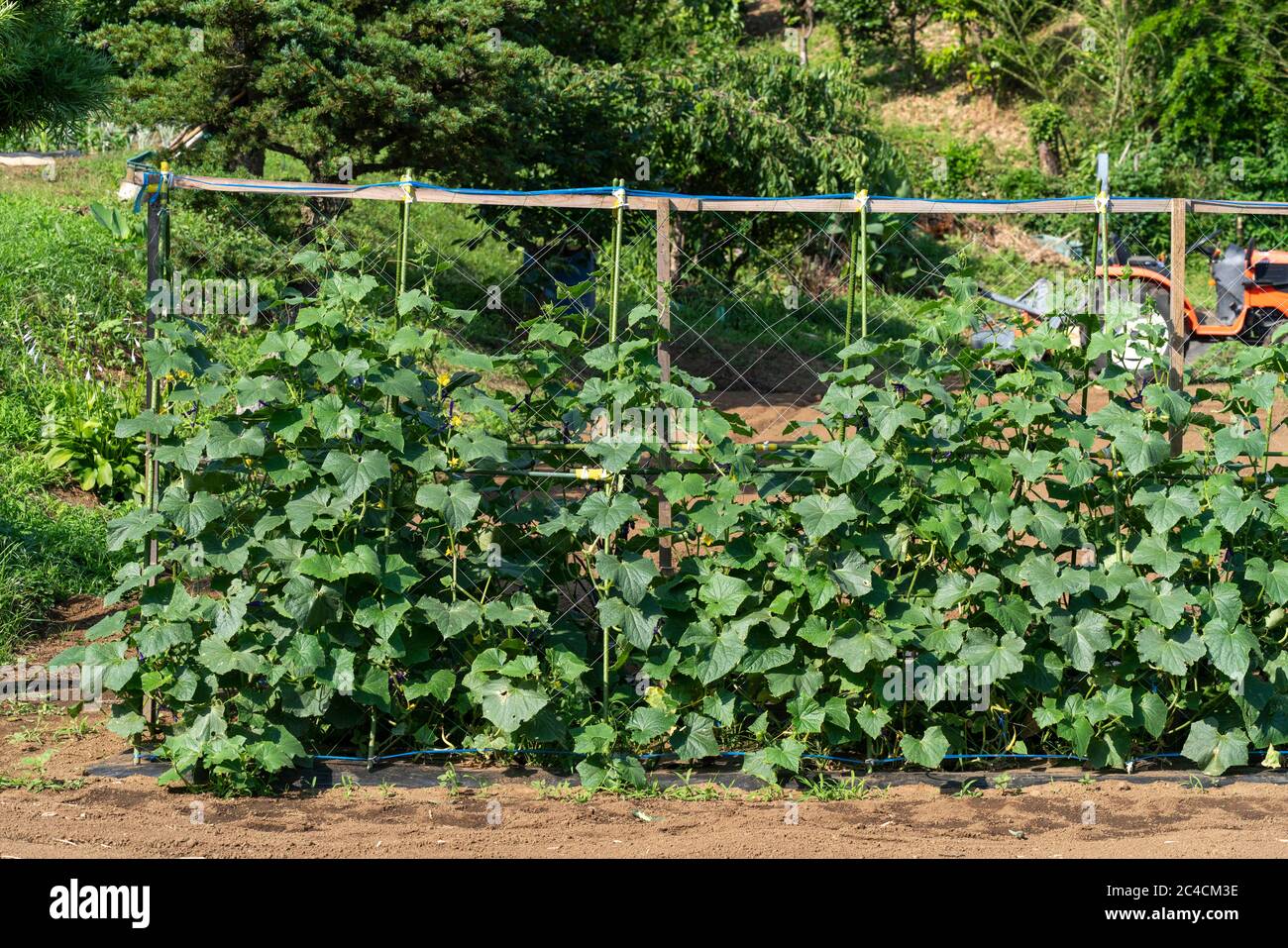 Japanese cucumber farming hi-res stock photography and images - Alamy