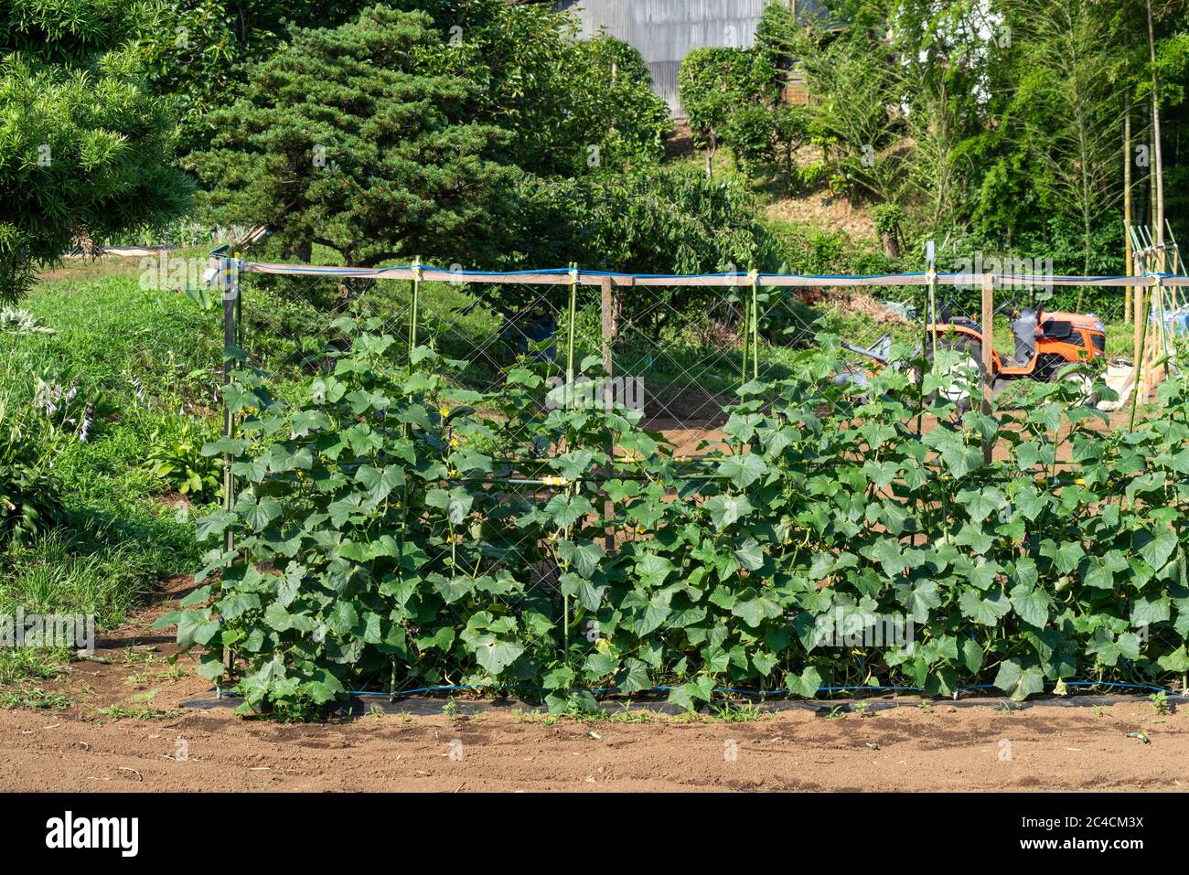 Japanese cucumber farm hi-res stock photography and images - Alamy