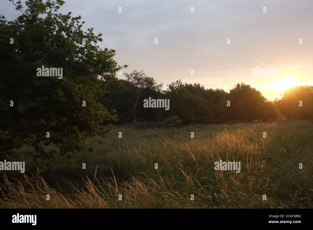 Hartham hi-res stock photography and images - Alamy