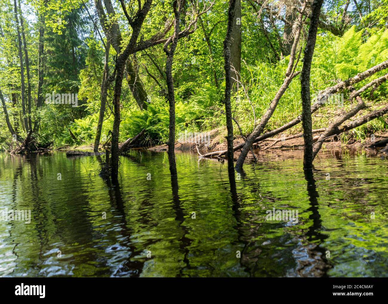 summer landscape with forest river reflection view, green forest river ...