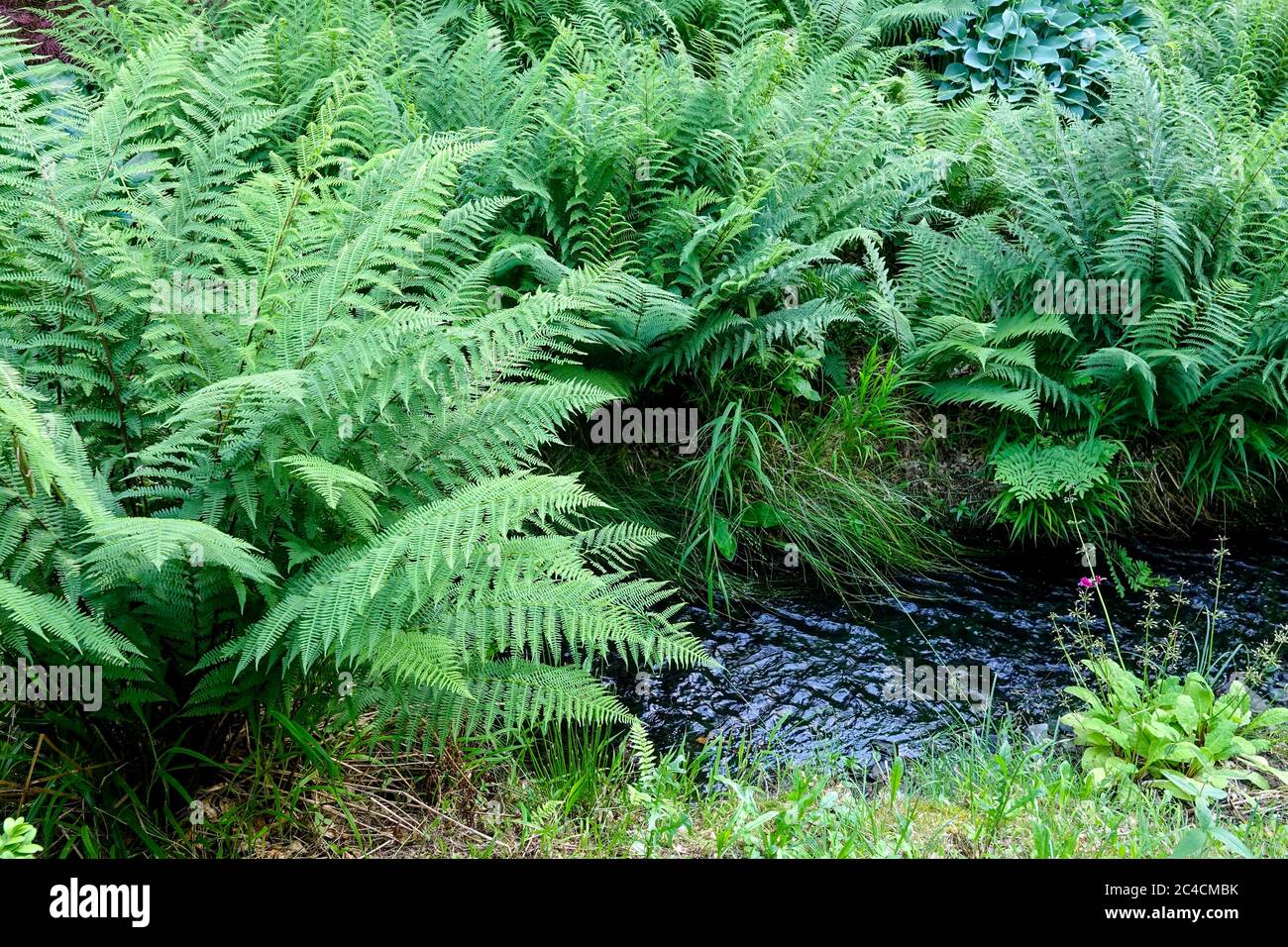 Stream ferns hi-res stock photography and images - Alamy