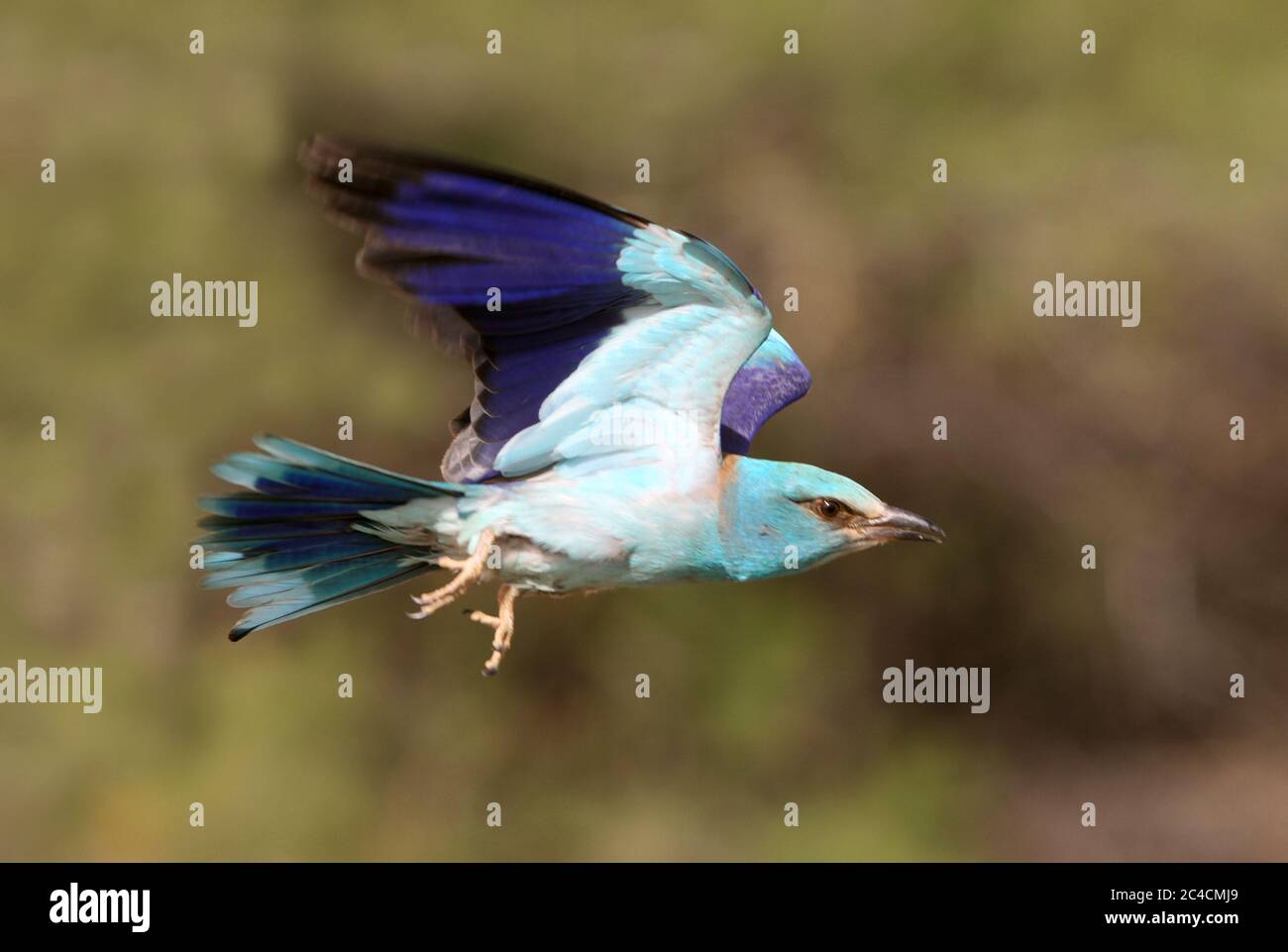 European roller flying with the last lights of day Stock Photo - Alamy