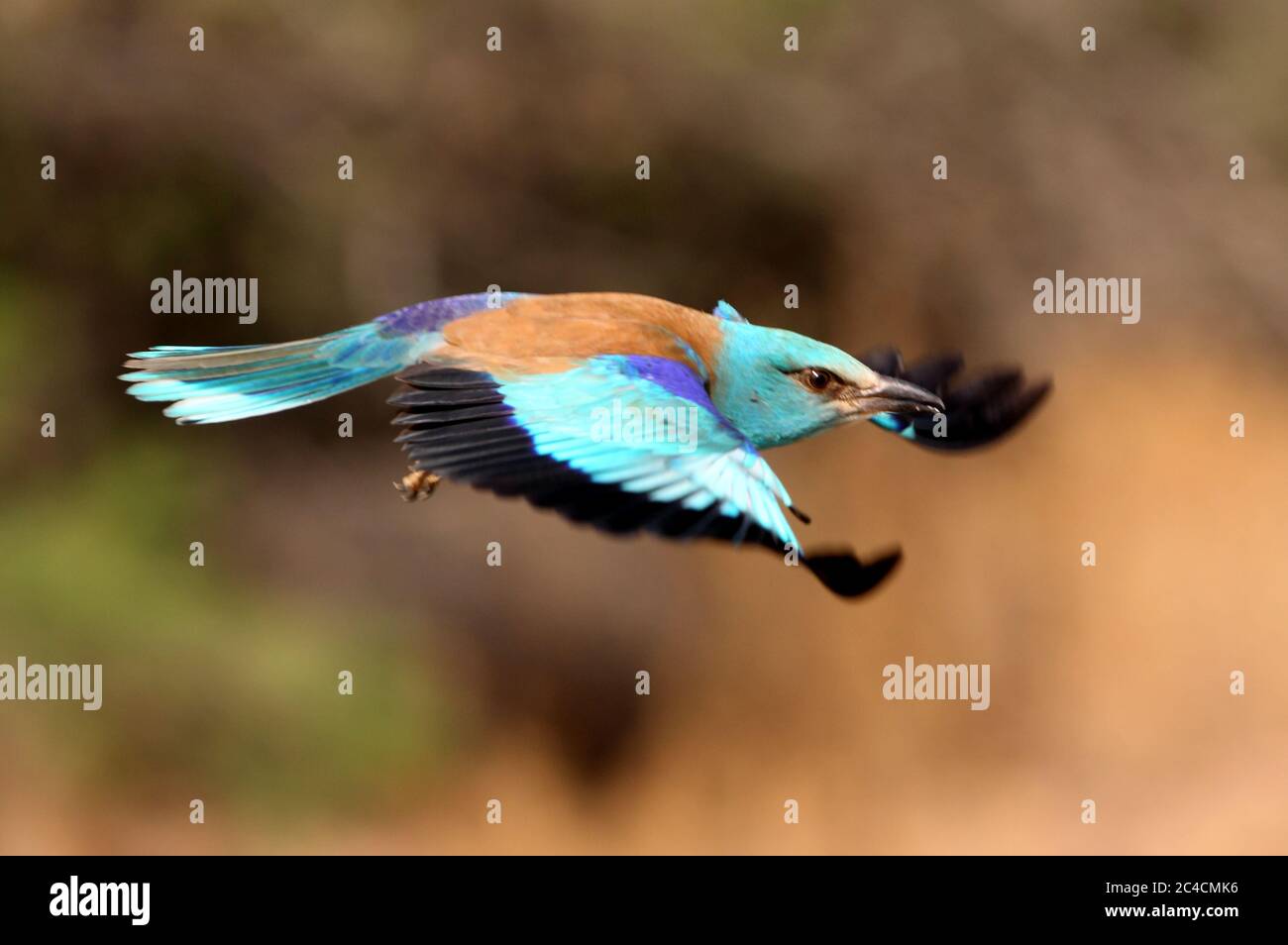 European roller flying with the last lights of day Stock Photo - Alamy