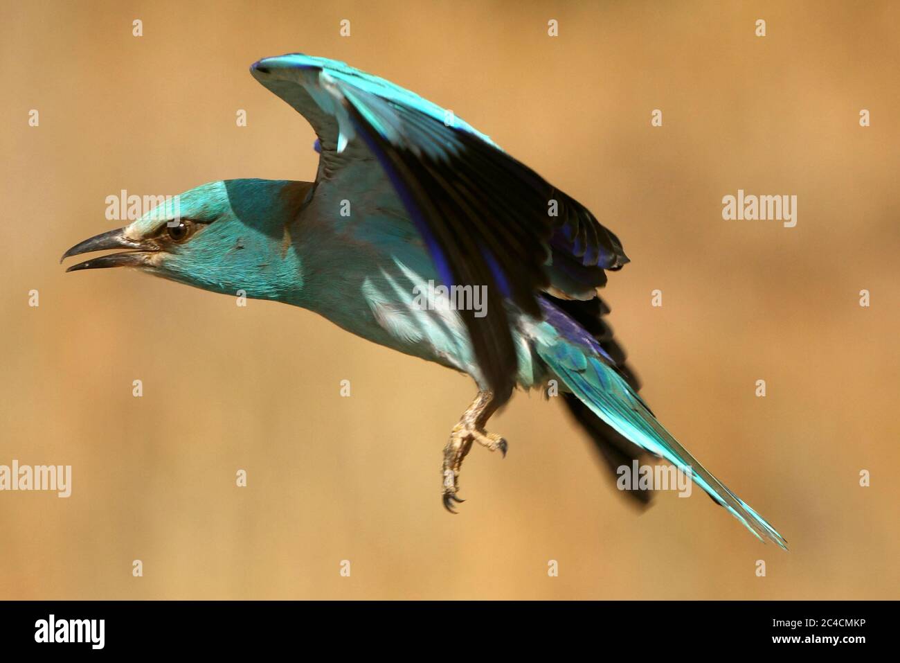 European roller flying with the last lights of day Stock Photo - Alamy