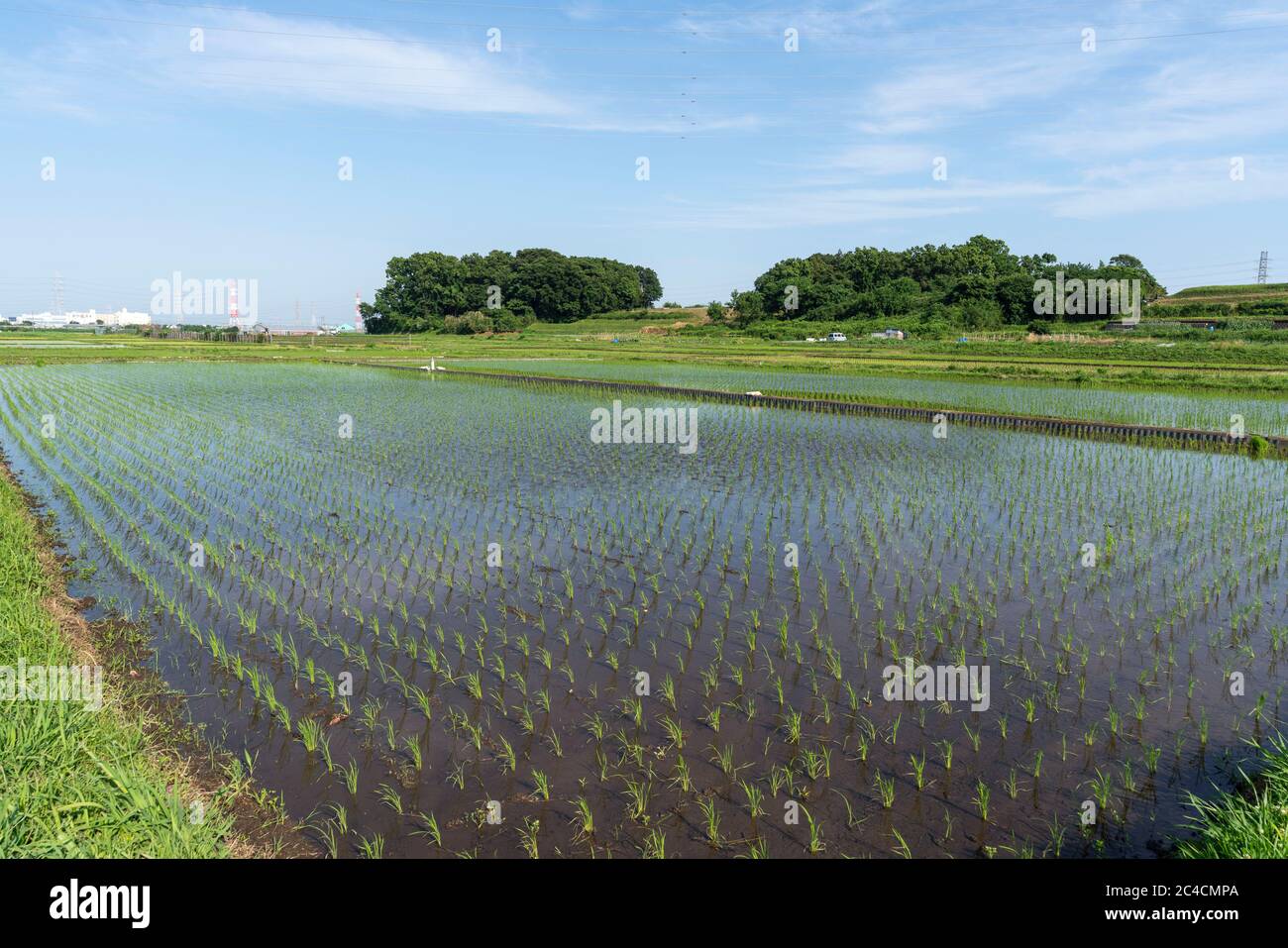 Rice field in June, Isehara City, Kanagawa Prefecture, Japan. After ...