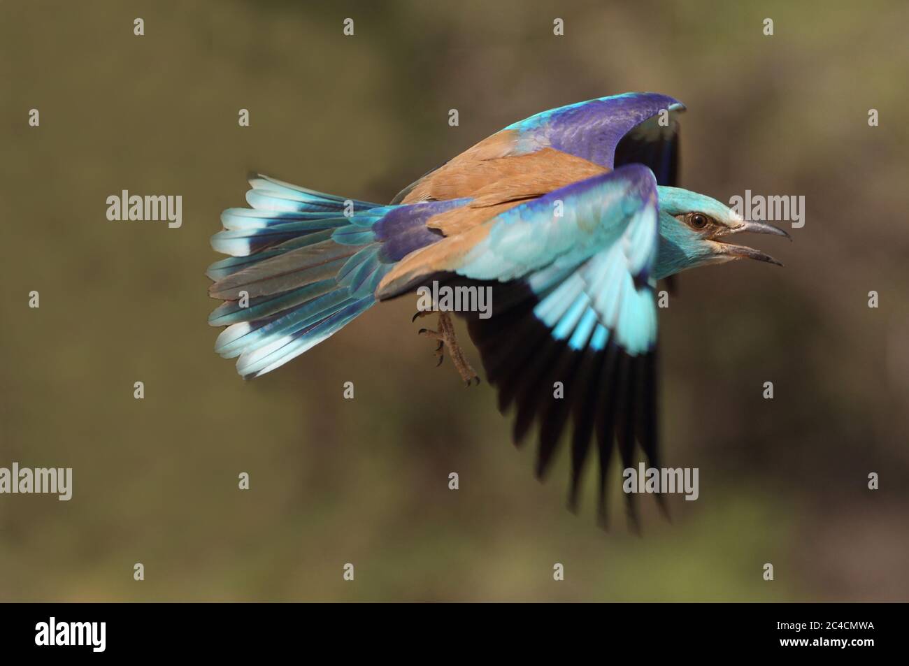 European roller flying with the last lights of day Stock Photo - Alamy