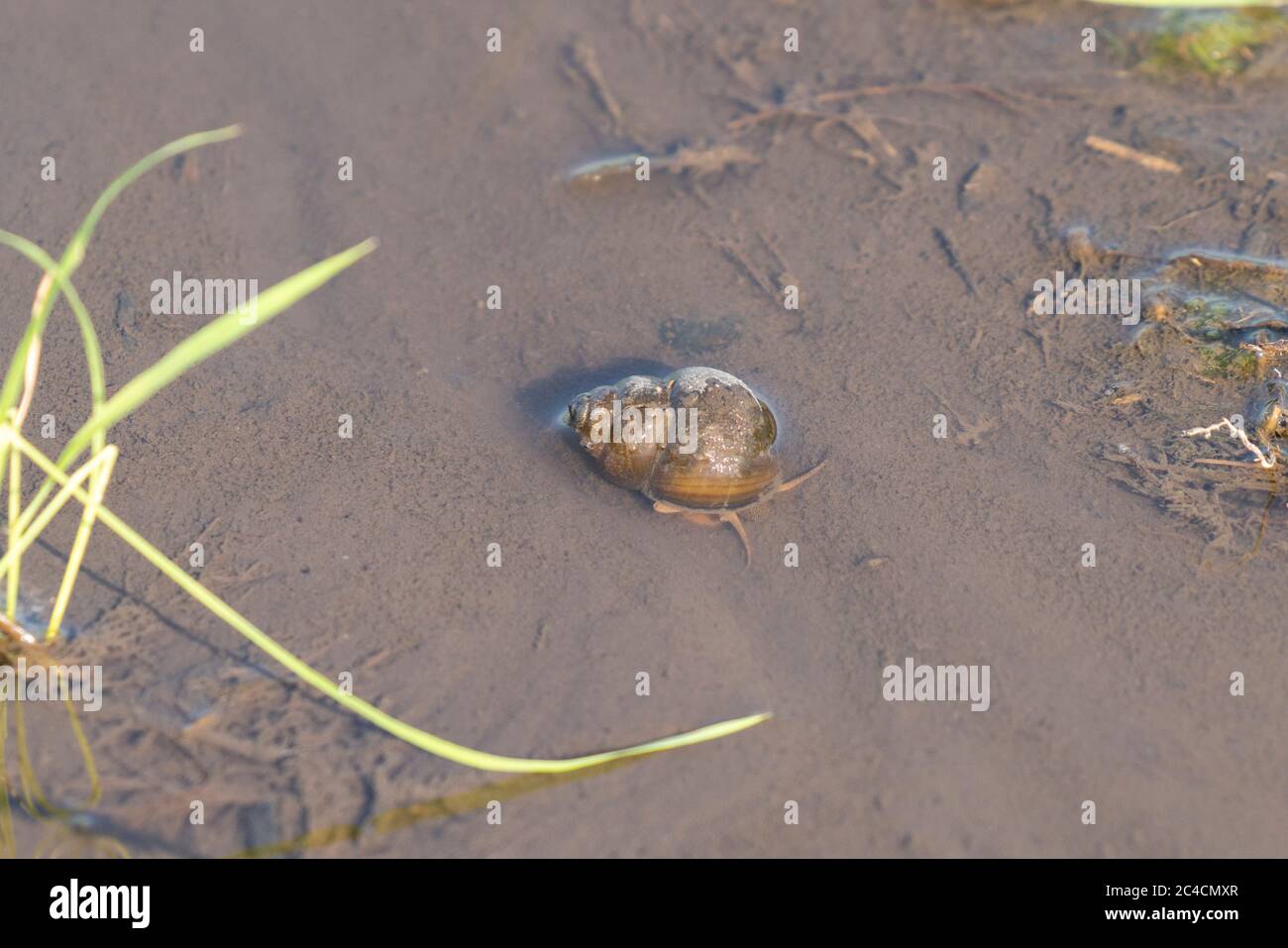 Mud-snail (Cipangopaludina chinensis laeta) at rice field, Isehara City ...
