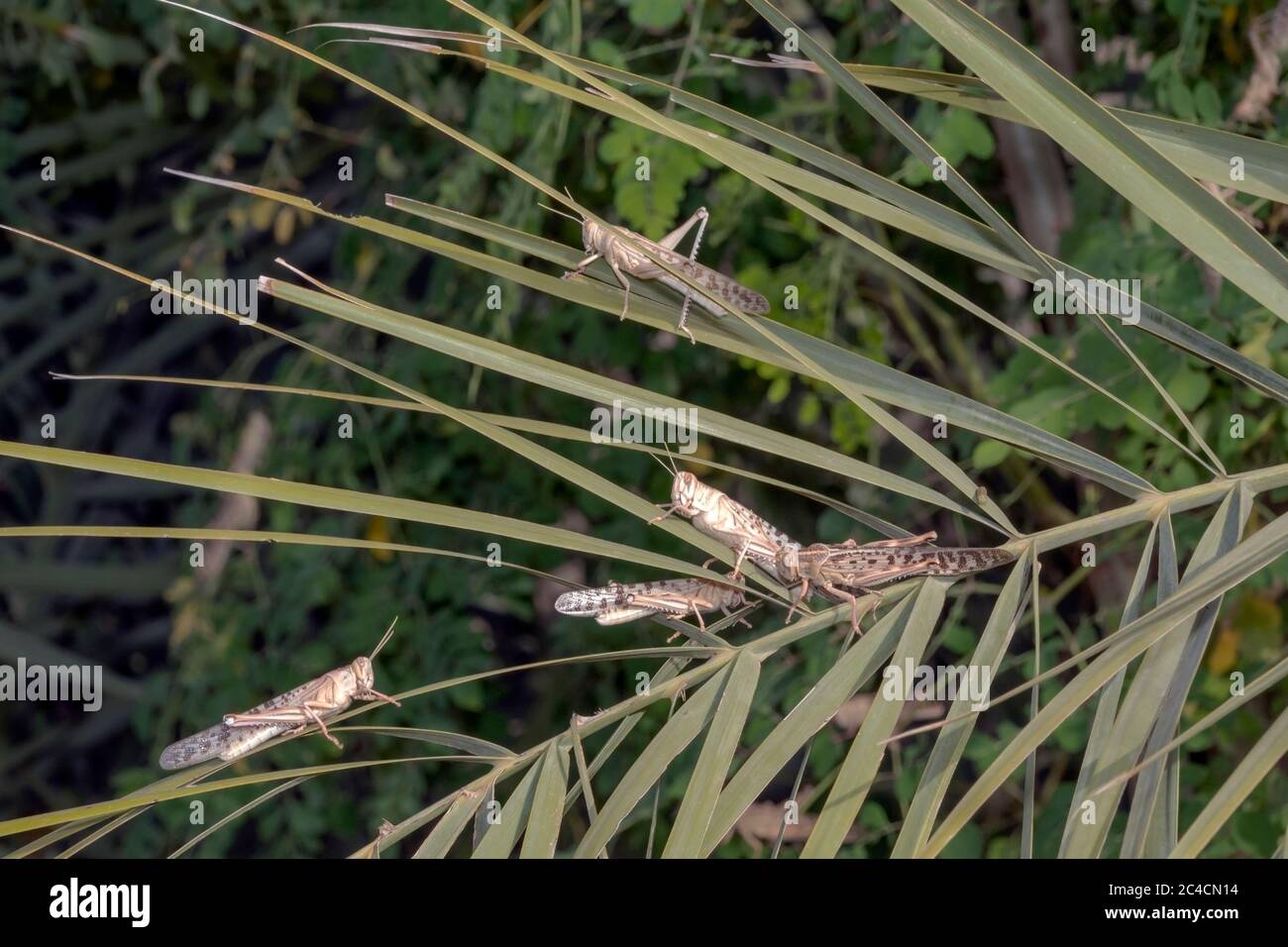Locusts hi-res stock photography and images - Alamy