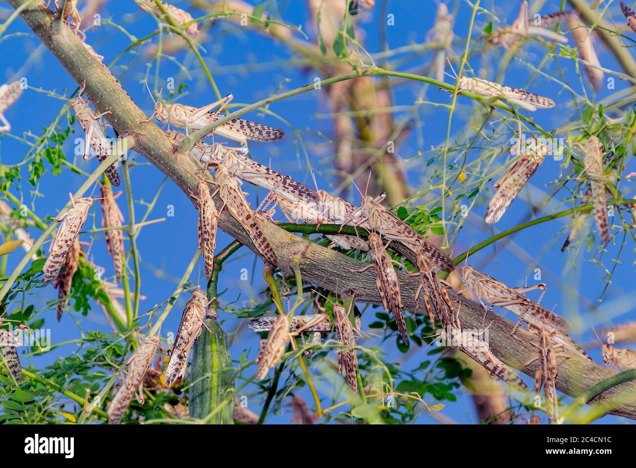 Locusts High Resolution Stock Photography and Images - Alamy