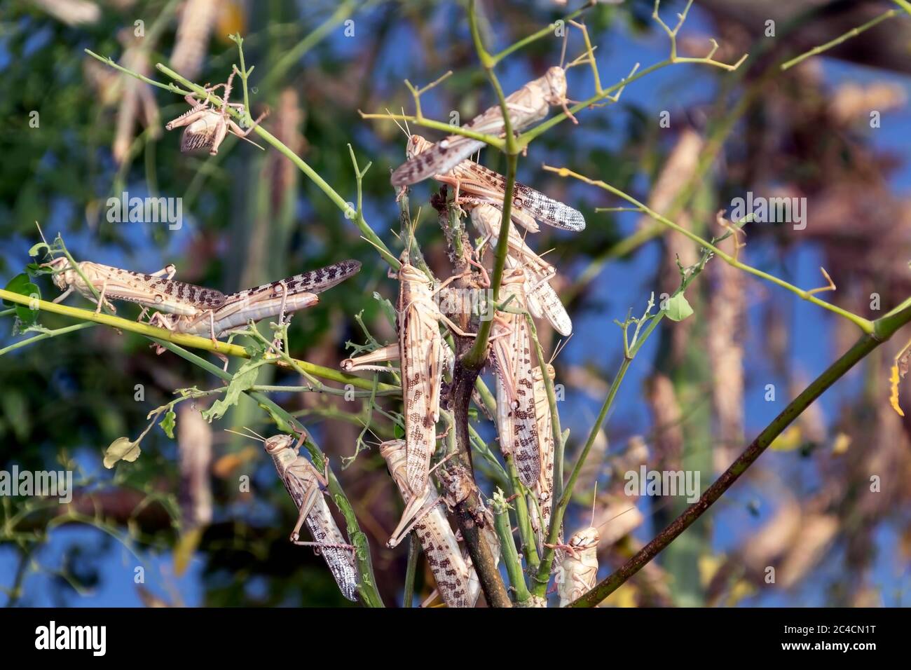 Locusts hi-res stock photography and images - Alamy