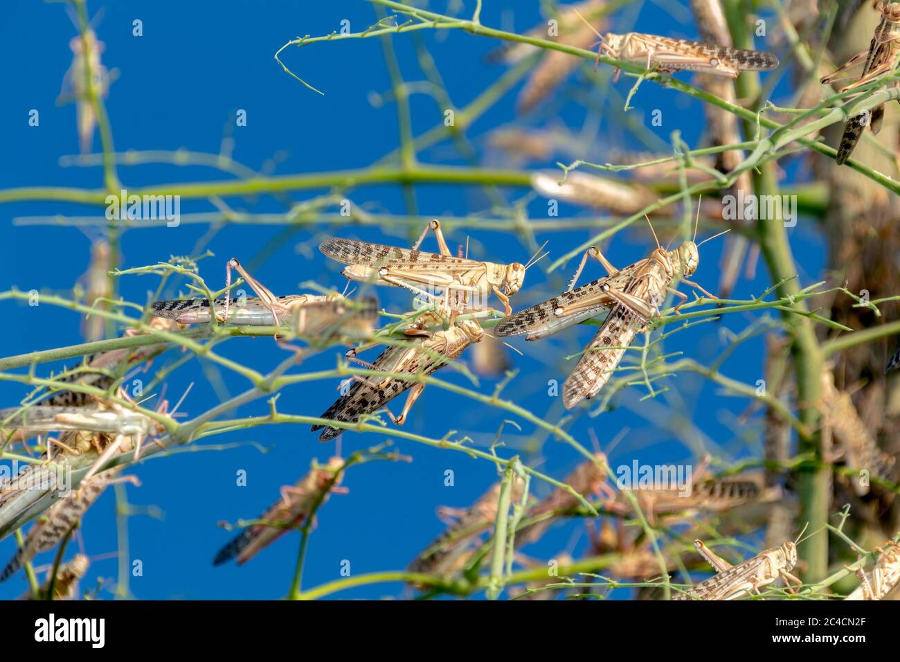 Locusts hi-res stock photography and images - Alamy