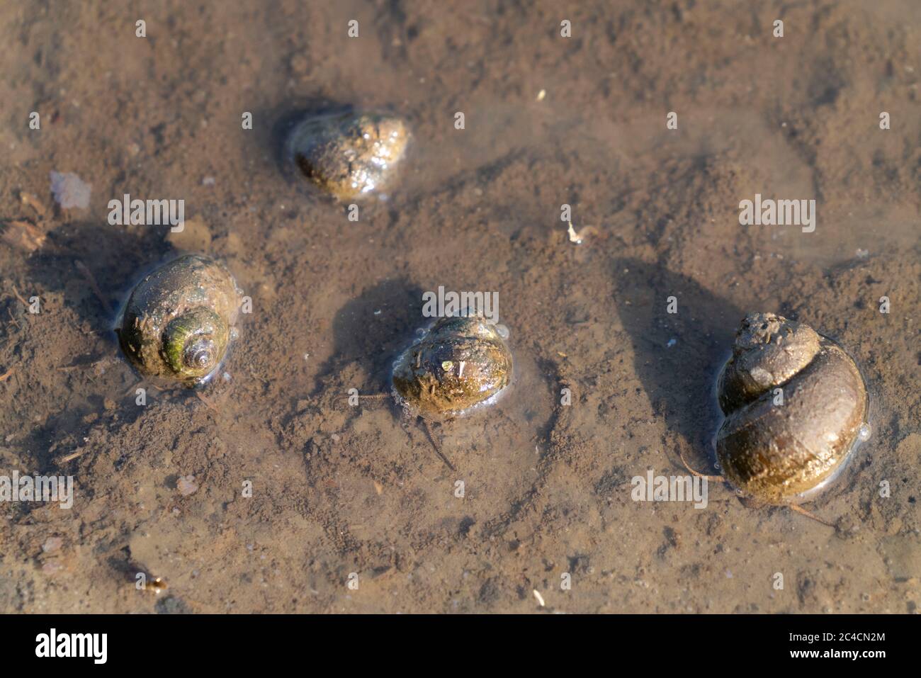 Mud-snail (Cipangopaludina chinensis laeta) at rice field, Isehara City ...