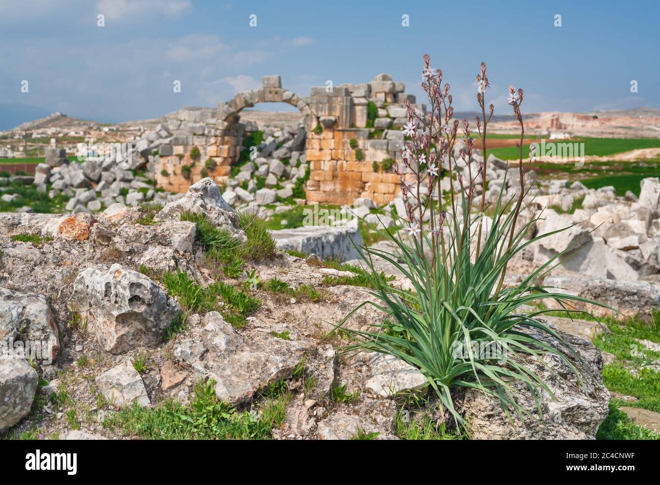 Ancient city Apamea, Apameia, Afamia, Syria Stock Photo - Alamy