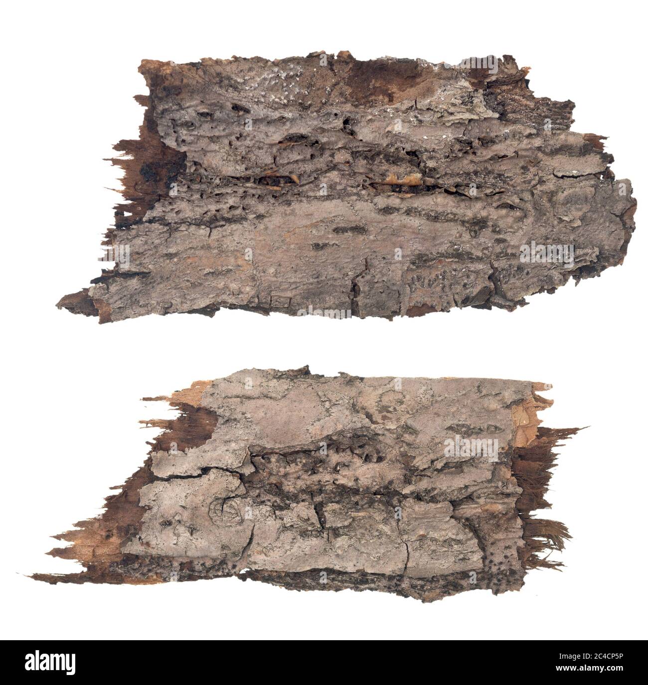 Apple bark isolated on white background Stock Photo - Alamy