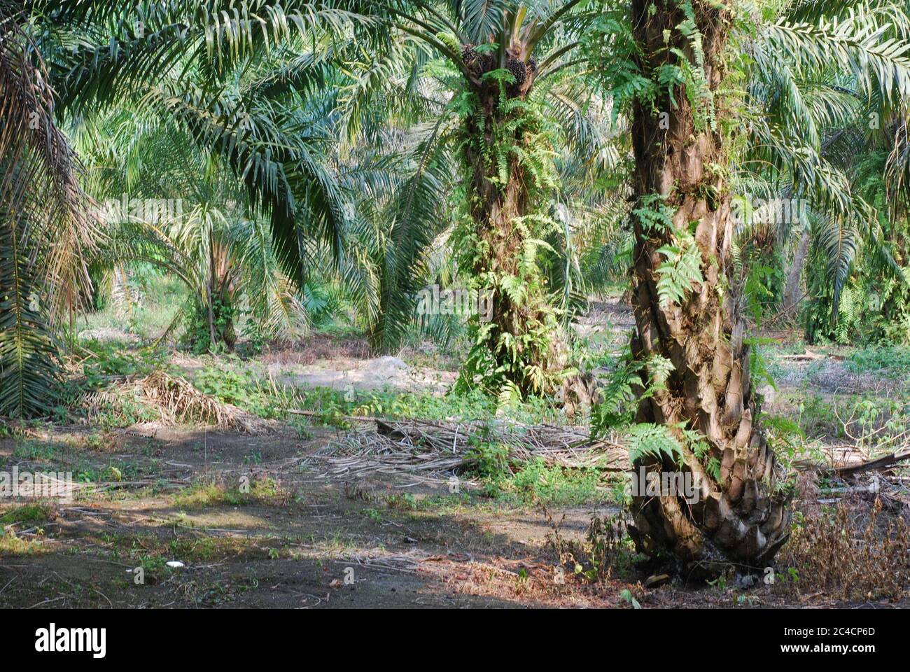 Oil palm trees hi-res stock photography and images - Alamy