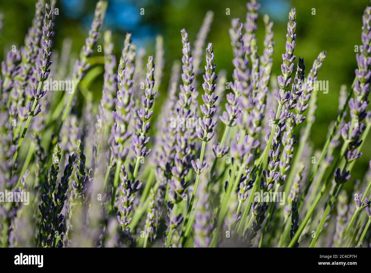 Sunset sky over lavender bushes, Closeup of flower field background ...