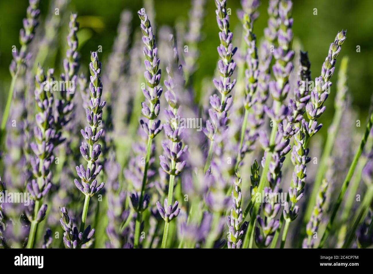 Sunset sky over lavender bushes, Closeup of flower field background ...
