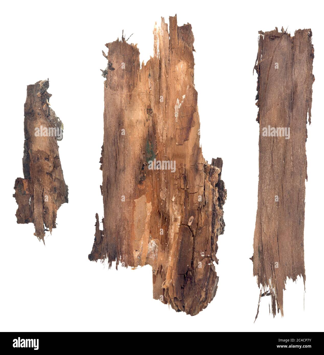 Back side of bark isolated on white background Stock Photo - Alamy