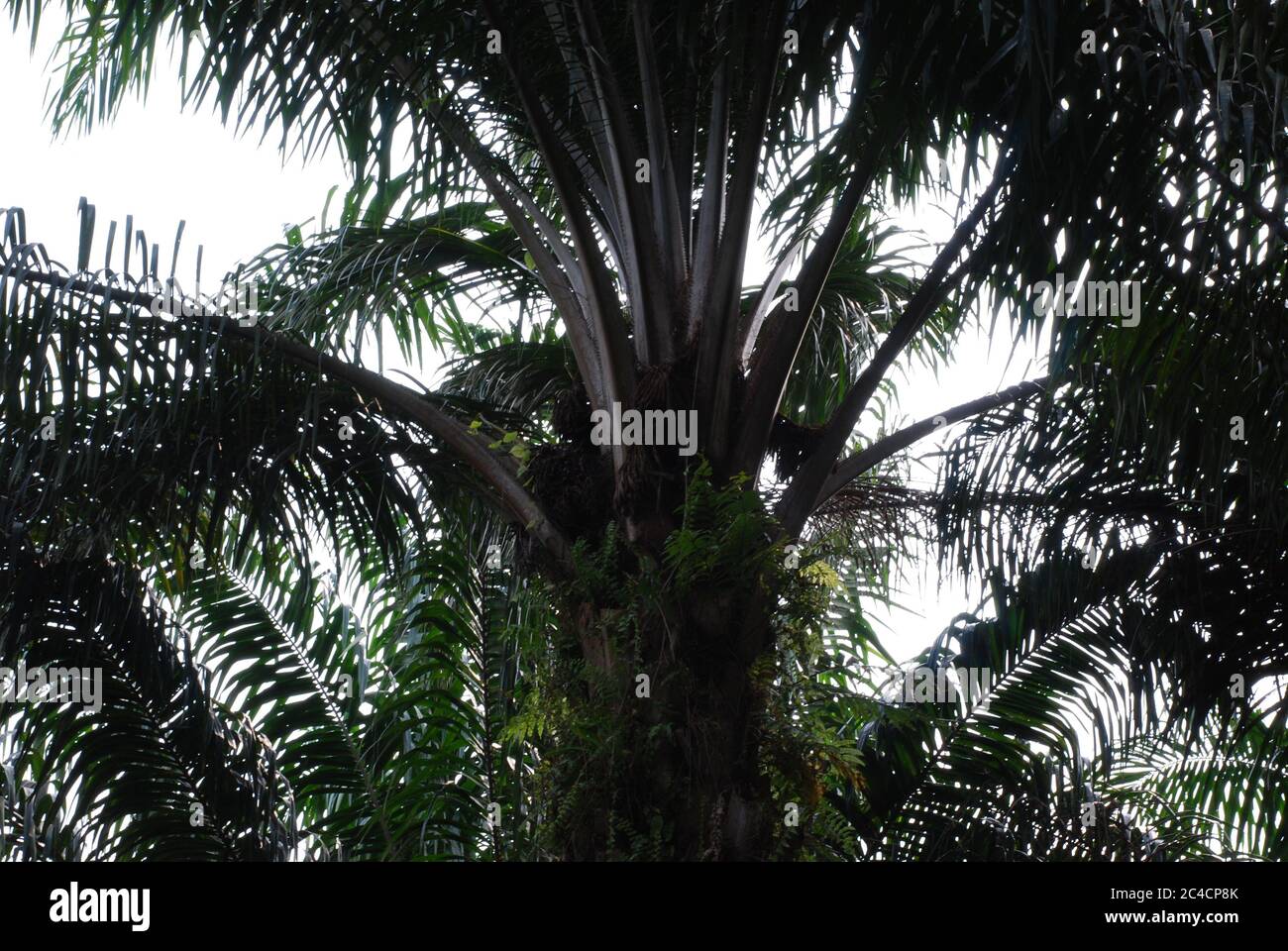 Mature palm oil trees hi-res stock photography and images - Alamy