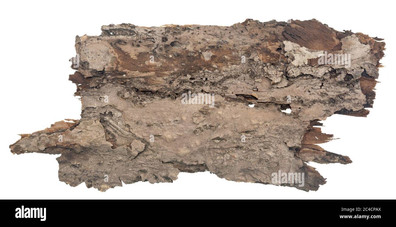 Bark isolated on white background Stock Photo - Alamy