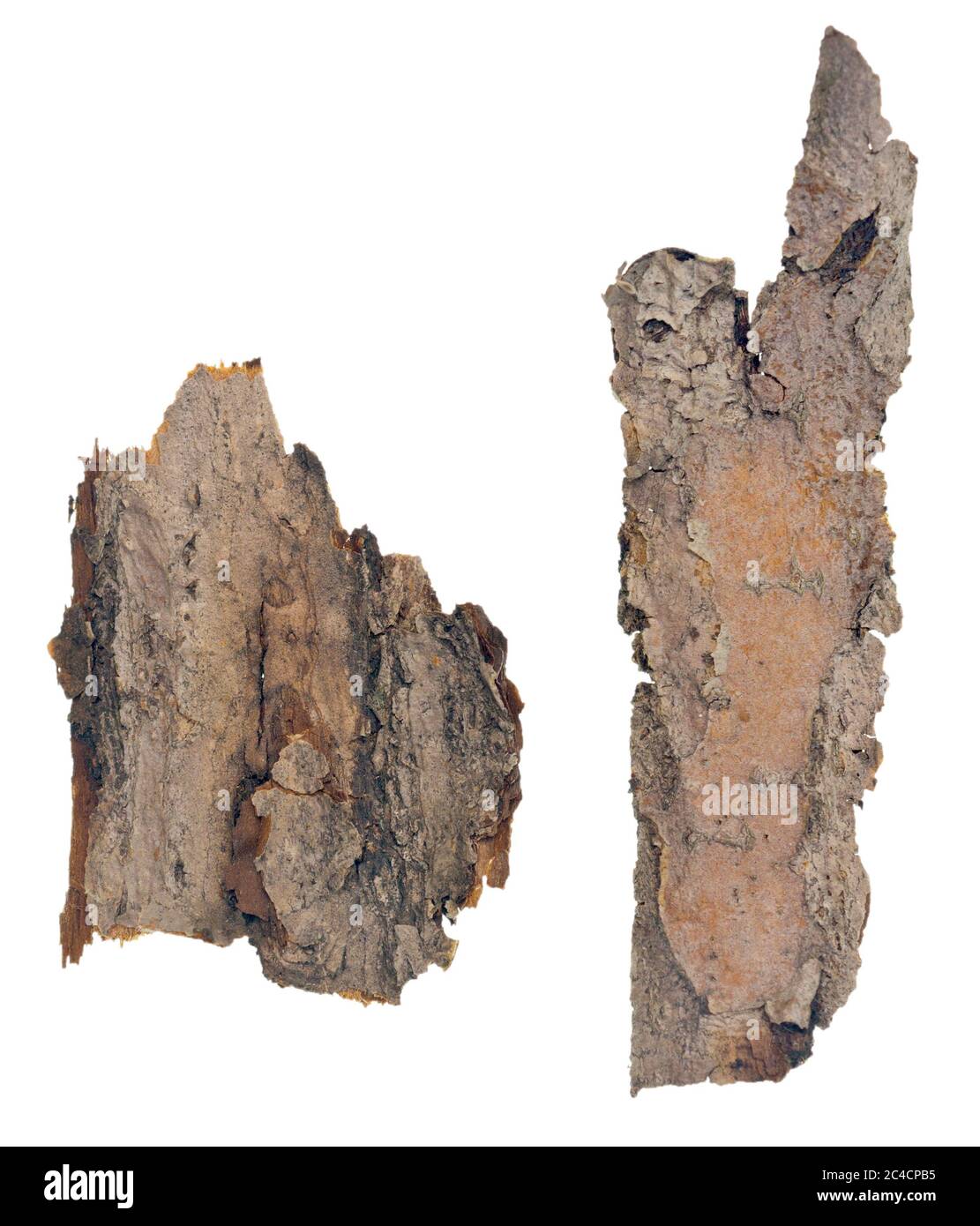 Bark isolated on white background Stock Photo - Alamy