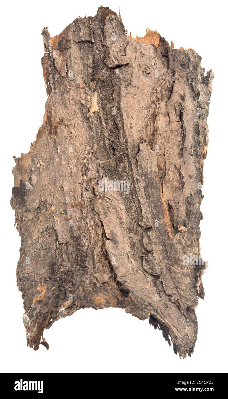 Bark isolated on white background Stock Photo - Alamy