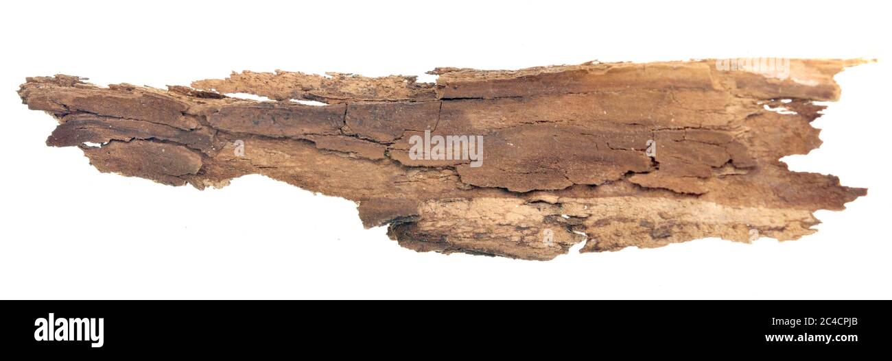 Back side of bark isolated on white background Stock Photo - Alamy