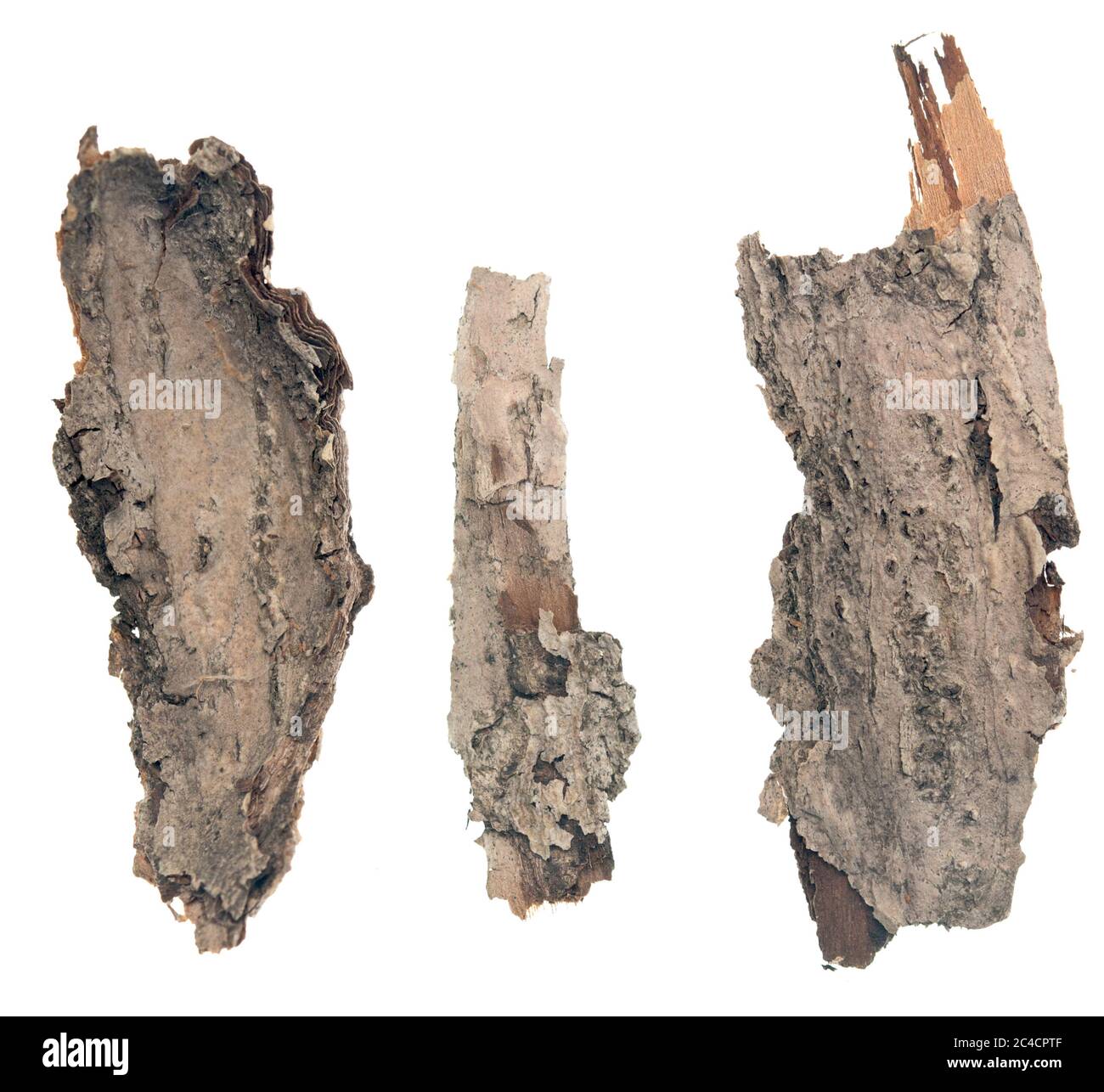 Bark isolated on white background Stock Photo - Alamy