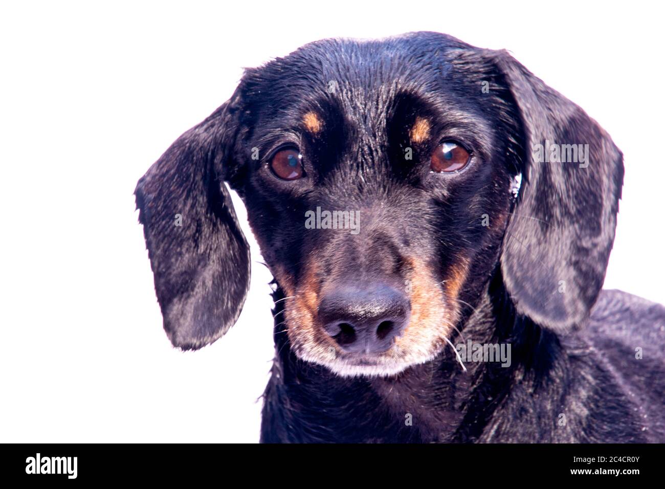 Unimpressed Dog Face