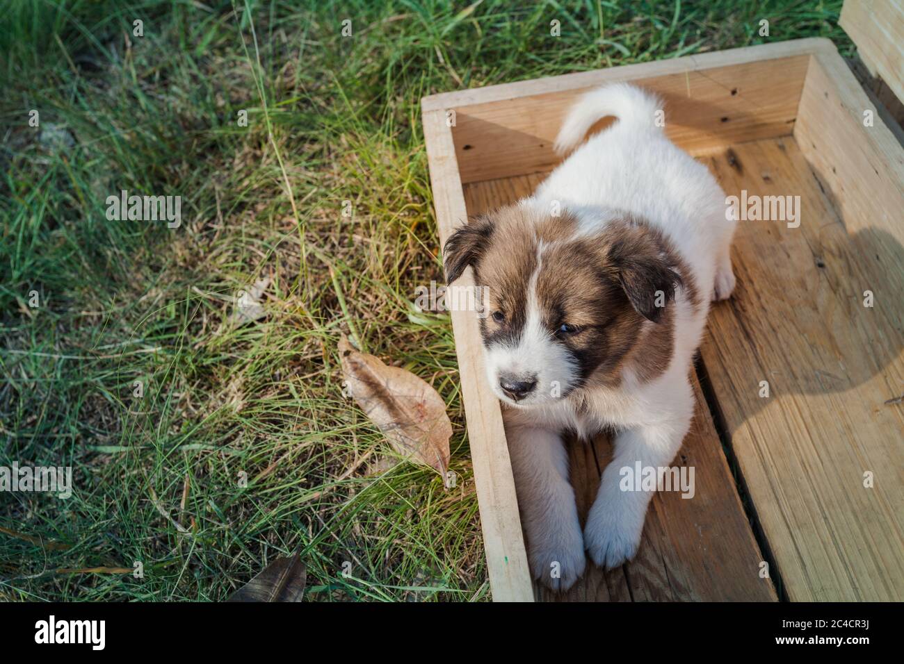 Thai Bangkaew Dog Puppies are in the wooden box on the grass Stock ...