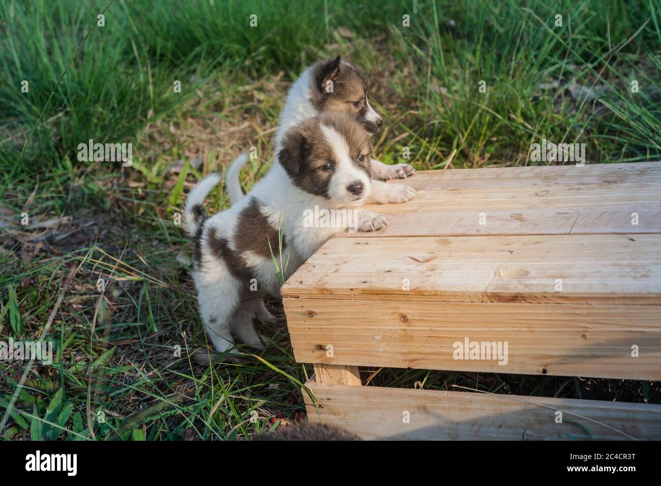 Thai Bangkaew Dog Puppies are in the wooden box on the grass Stock ...