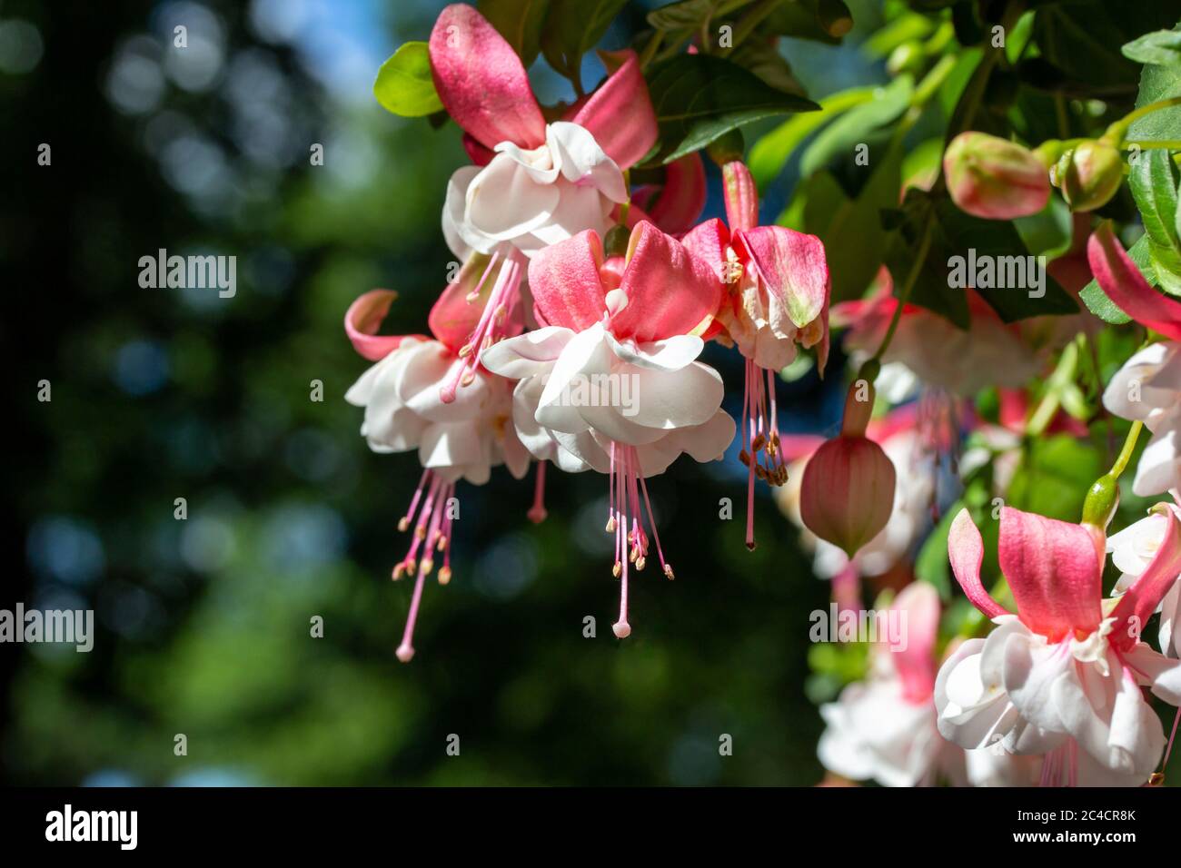 Macro art view of beautiful white and pink fuchsia flowers draping over ...