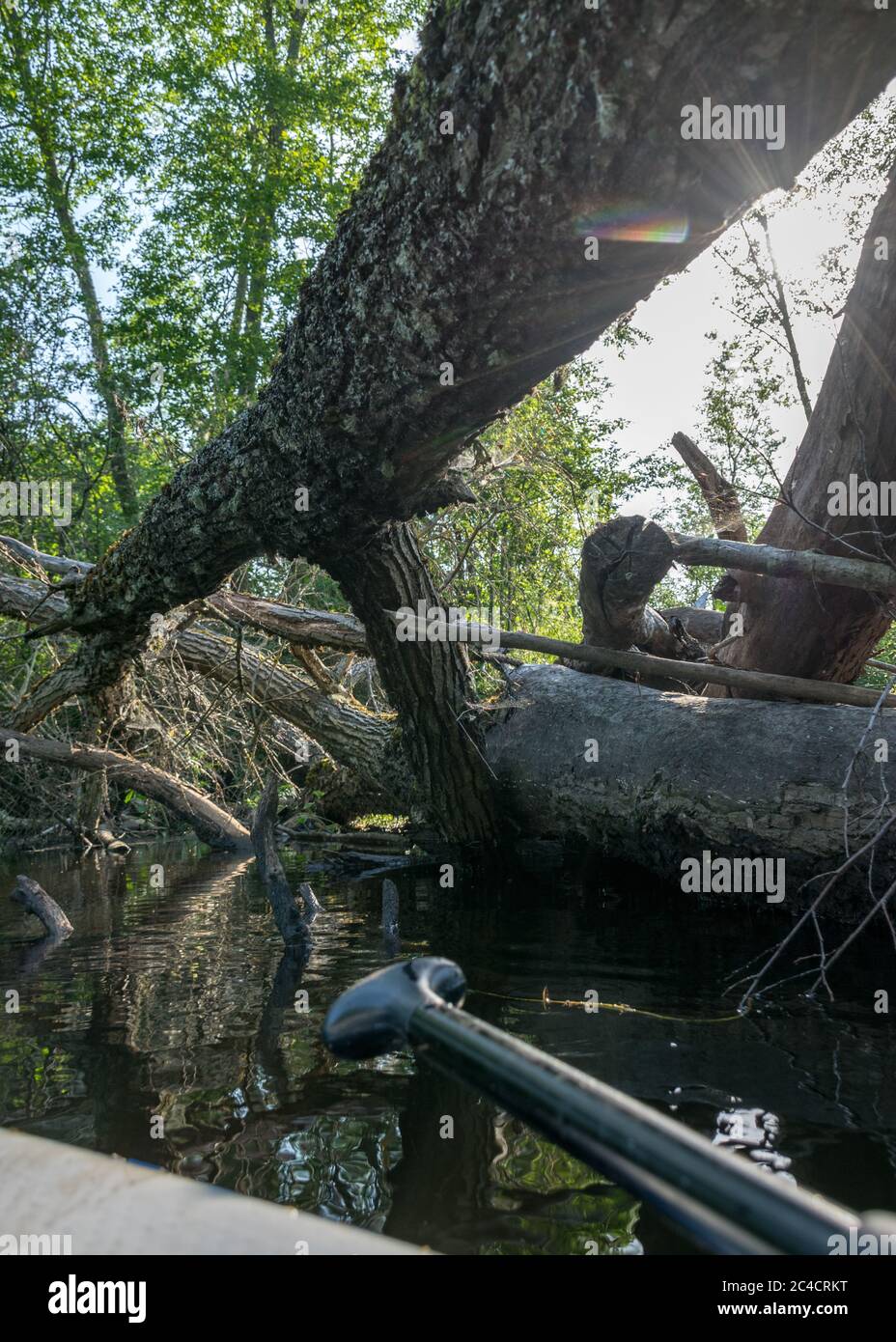 Forest river landscape, sup board on fallen trees, overcoming various ...