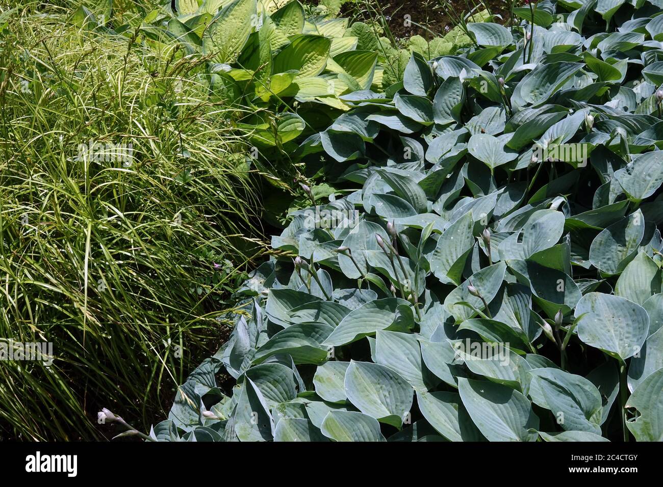 Garden border Hosta 'Serendipity' grasses Hostas Stock Photo - Alamy