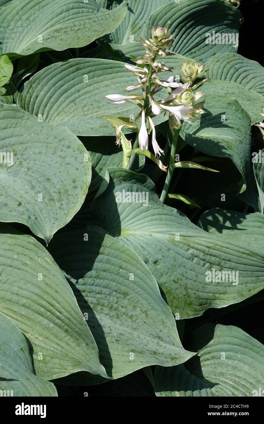 Hosta "Blue Angel" flower Stock Photo - Alamy