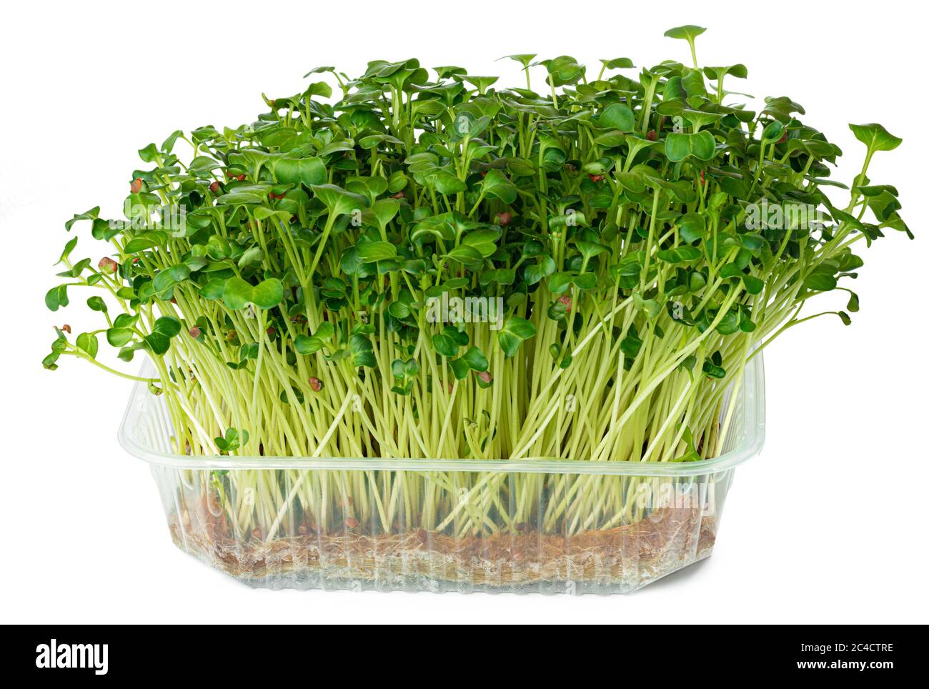 Radish daikon micro green sprouts isolated on white Stock Photo - Alamy