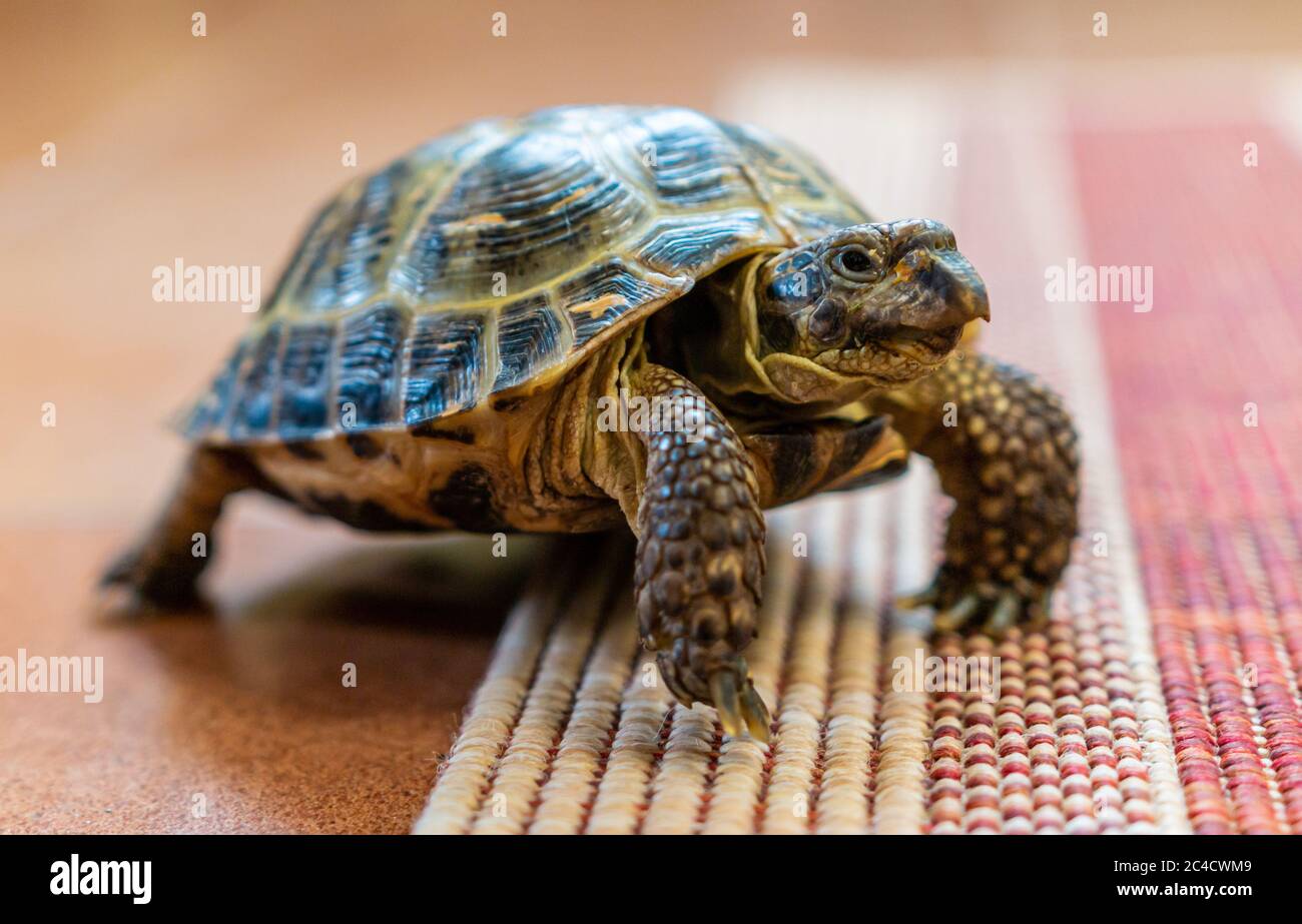 turtle waking up on carpet at home. close up Stock Photo - Alamy