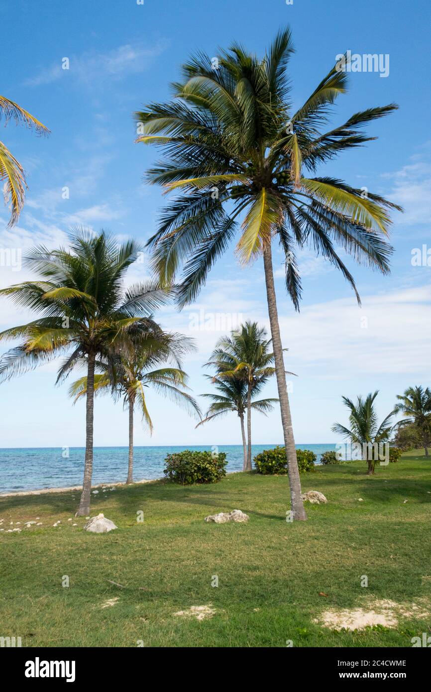 Coconut trees in Cuba Stock Photo - Alamy